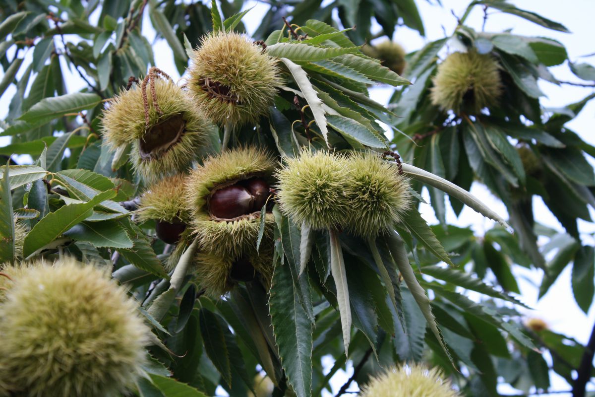 ΒΙΝΤΕΟ : Προβλήματα στην παραγωγή καστάνου λόγω παρατεταμένης ξηρασίας ...